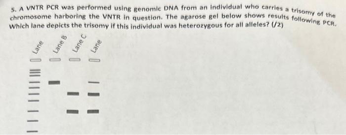 Solved 5. A VNTR PCR was performed using genomic DNA from an | Chegg.com