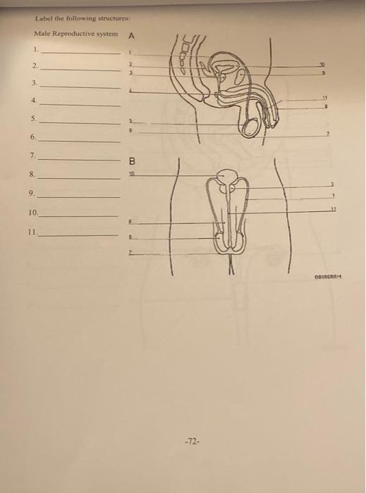 Solved Label the following structures: Male Reproduetive | Chegg.com
