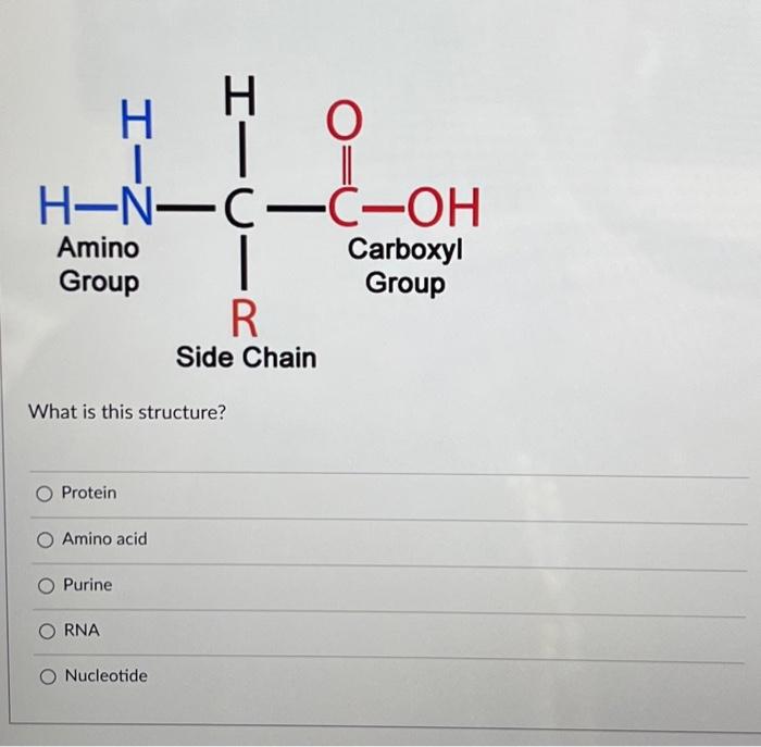 Solved H-N-C-C-OH | R Side Chain Amino Group H-N Protein | Chegg.com