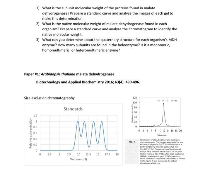 Solved 1) What is the subunit molecular weight of the | Chegg.com