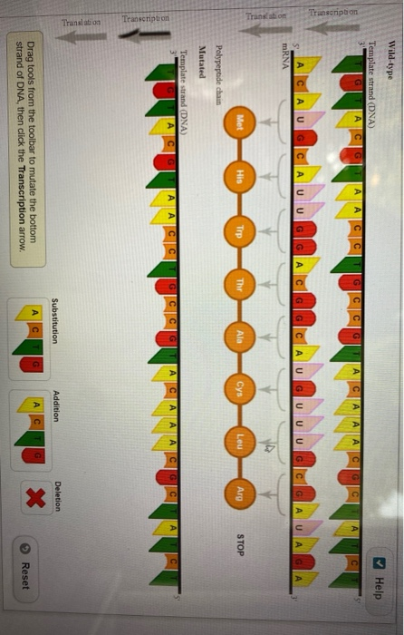 Solved Use The Mutations Interactive To Determine Which