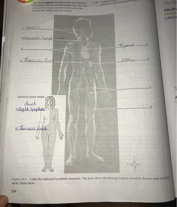 Solved 4 4 dans be fibrous capsule functions as the outer | Chegg.com