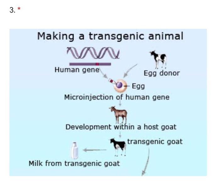 Solved Analyze the given image of making a transgenic | Chegg.com