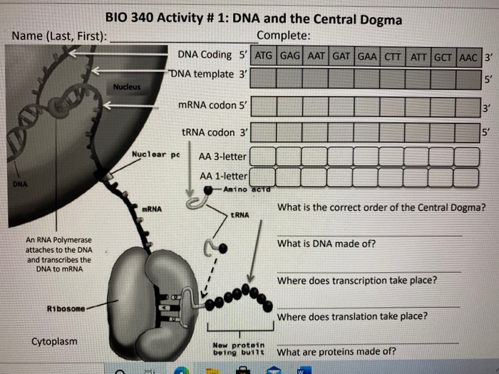 Solved BIO 340 Activity # 1: DNA and the Central Dogma Name | Chegg.com