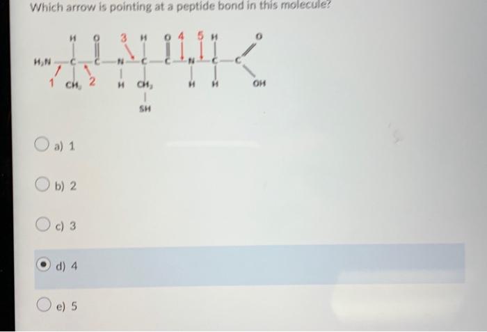 Solved Which arrow is pointing at a peptide bond in this | Chegg.com