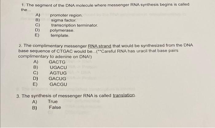 Solved 1. The segment of the DNA molecule where messenger | Chegg.com