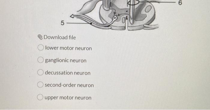 Solved 12) What occurs in this neural pathway at label " 3 | Chegg.com