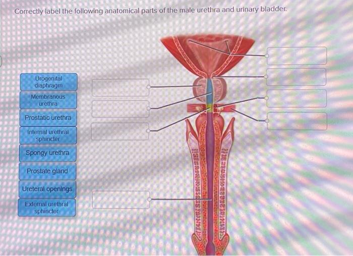 Solved Correctly label the following anatomical parts of the | Chegg.com
