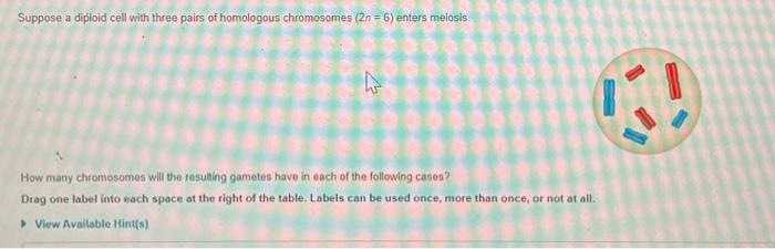 Solved suppose a diploid cell with three pairs of homologous | Chegg.com