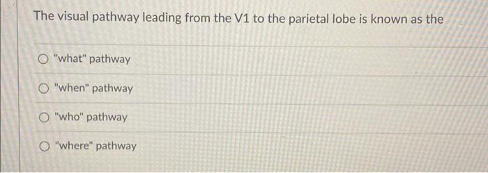 Solved Which part of the brain plays a major role in memory? | Chegg.com