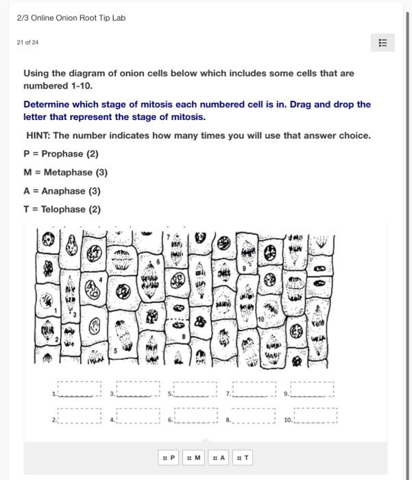 Solved 2/3 Online Onion Root Tip Lab 21cot24 Using the | Chegg.com