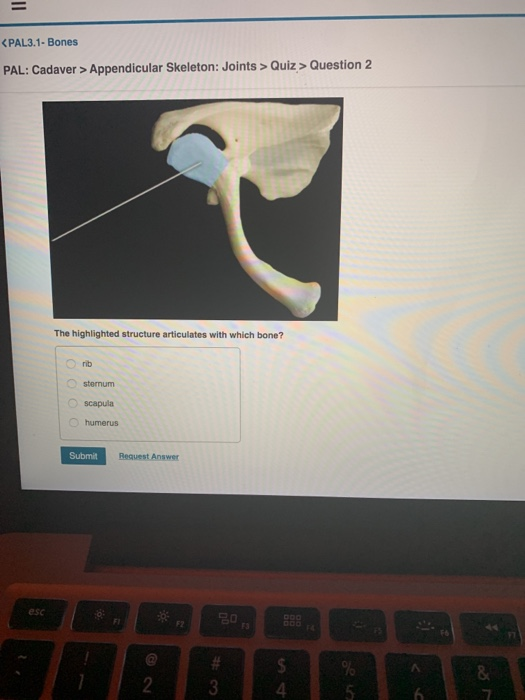 Appendicular Skeleton Joints Quiz Question 2