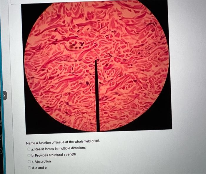 Solved Name a location of tissue at the pointer of \#7. a. | Chegg.com