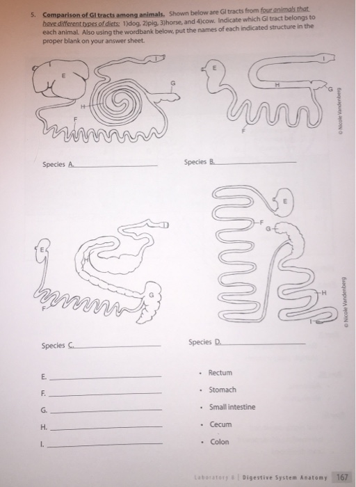 Solved Comparison of GI tracts among animals. Shown below | Chegg.com