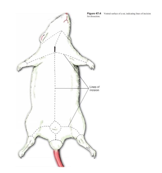 Solved B. Muscles Skin the rat to expose the underlying | Chegg.com