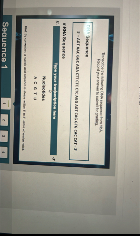 Solved Transcribe the following DNA sequence from HbA | Chegg.com Solved Transcribe the following DNA sequence from HbA | Chegg.com
