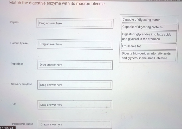 Solved Match the digestive enzyme with its macromolecule. | Chegg.com