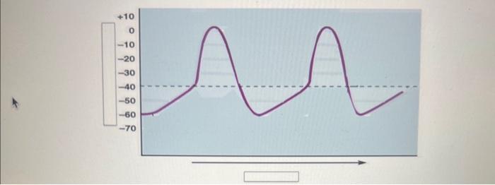 Solved βΩIn the graph below of cardiac action potentials in | Chegg.com