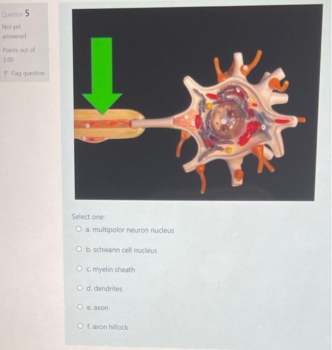 Solved Select one: O a. axon hillock O b. axon O | Chegg.com