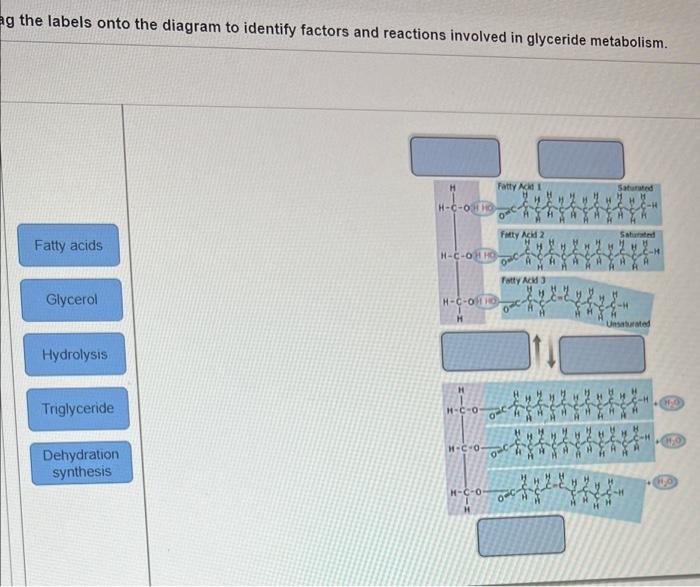 Solved drag the labels to the diagram to identify factors | Chegg.com