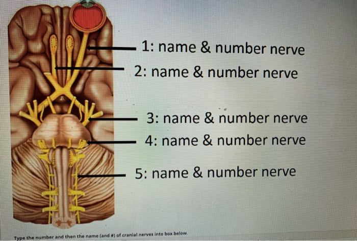 Solved 1 2 Type the number and name of brain structure into | Chegg.com