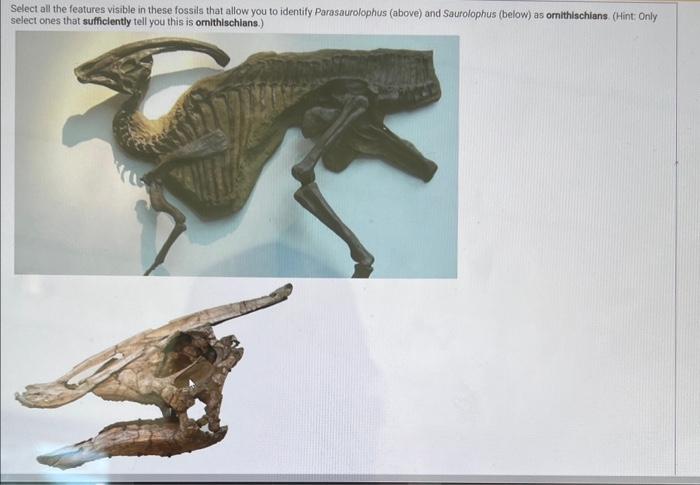 Select all the features visible in these fossils that | Chegg.com