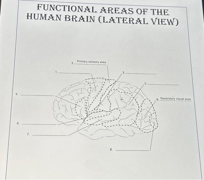 Solved FUNCTIONAL AREAS OF THE HUMAN BRAIN (LATERAL VIEW) | Chegg.com
