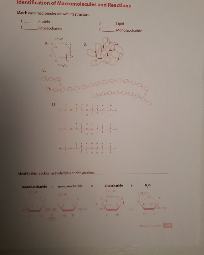 Solved Identification of Macromolecules and Reactions Match | Chegg.com