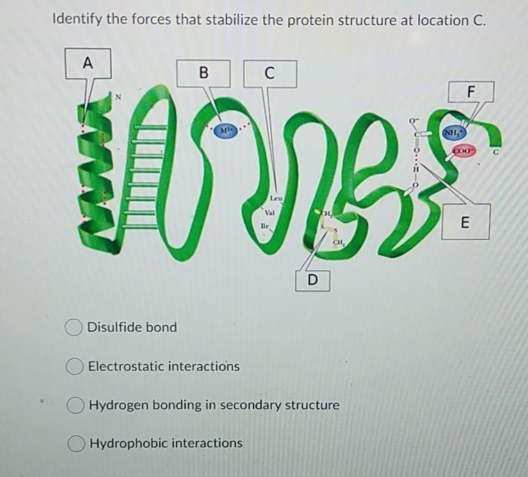 Solved Identify the forces that stabilize the protein | Chegg.com