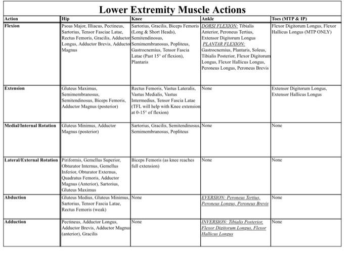 Lower Extremity Muscle Actions Action Flexion Hip | Chegg.com