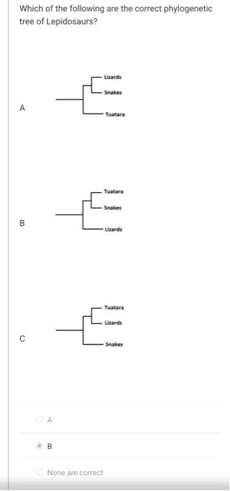 Solved Which of the following are the correct phylogenetic | Chegg.com