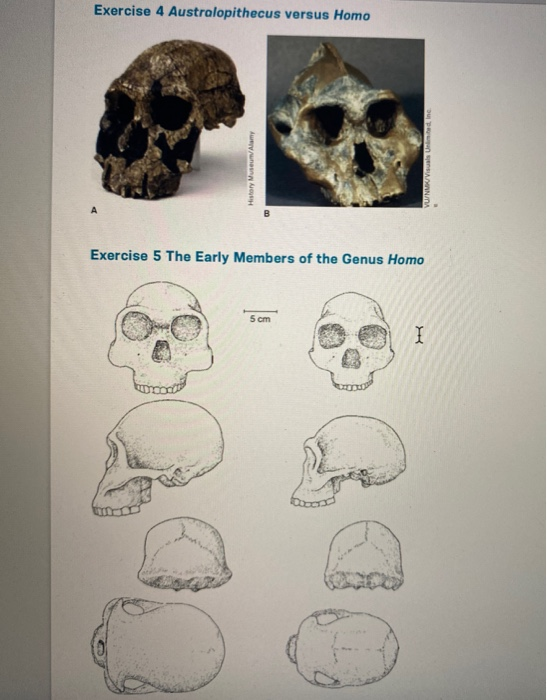 Solved EXERCISE 4 AUSTRALOPITHECUS VERSUS HOMO Work in a | Chegg.com