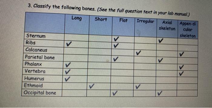 Solved 3. Classify the following bones. (See the full | Chegg.com