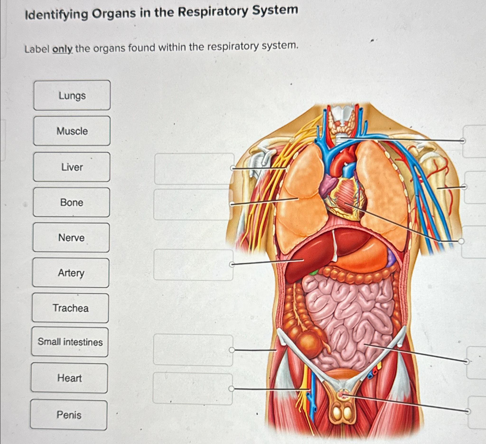 Solved Identifying Organs in the Respiratory SystemLabel | Chegg.com