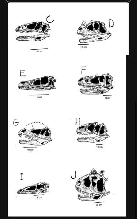 Solved listed Theropod Allosaurus: Deinonychus: | Chegg.com