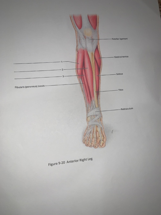 Solved al tract band) Fibularis (peroneus) tertius | Chegg.com