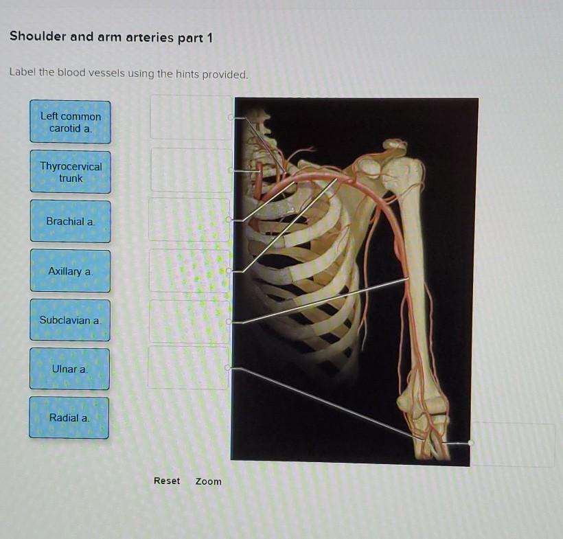 Solved Shoulder and arm arteries part 1 Label the blood | Chegg.com