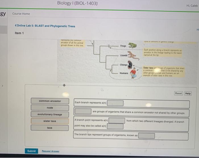 Solved Biology (BIOL-1403) Hi, Caleb gy Course Home | Chegg.com