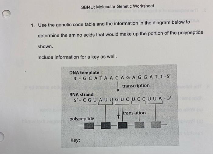 Solved SBI4U: Molecular Genetic Worksheet 1. Use the genetic | Chegg.com