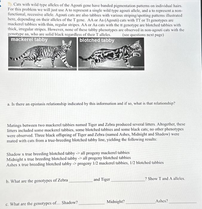 Solved 7). Cats with wild type alleles of the Agouti gene | Chegg.com