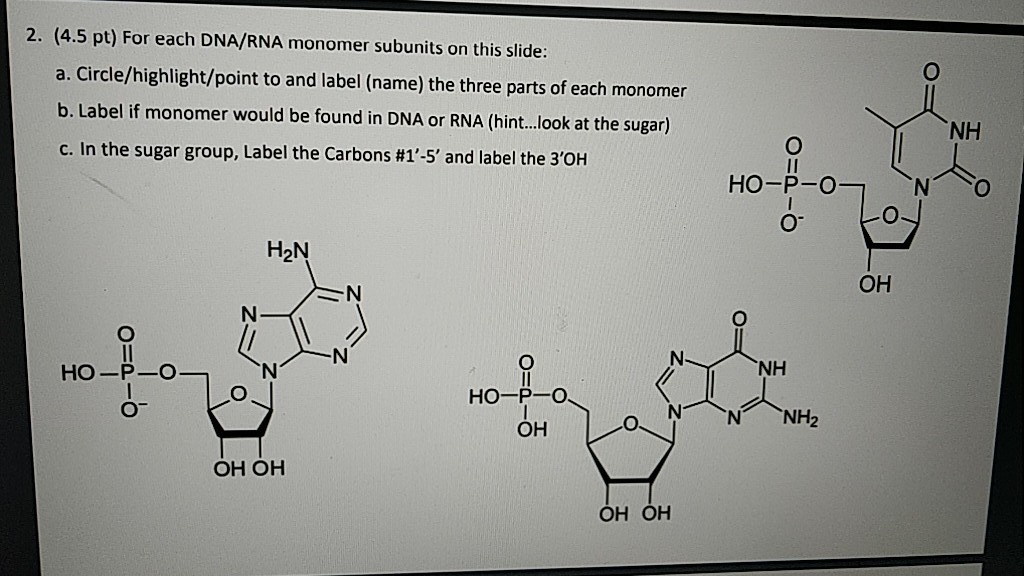 Solved 1. (1 pt) DNA and RNA monomers are called 2. (4.5 | Chegg.com