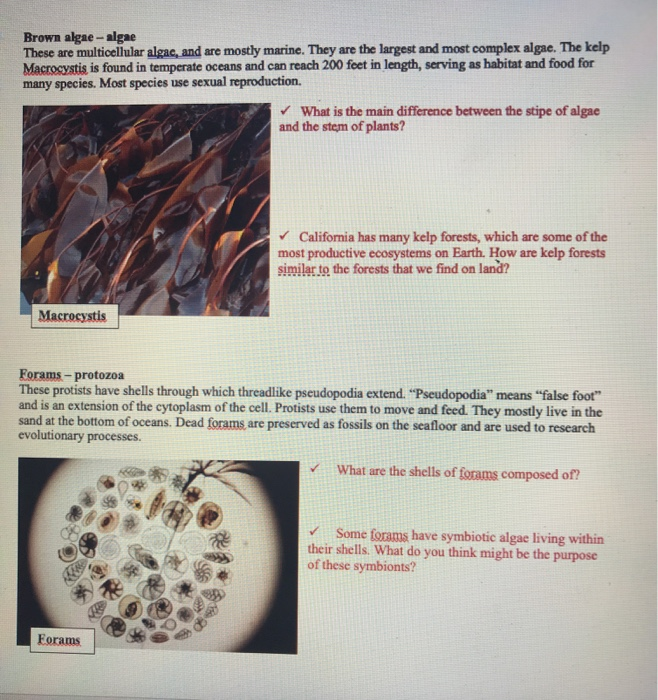 Solved Brown algae - algae These are multicellular algac, | Chegg.com