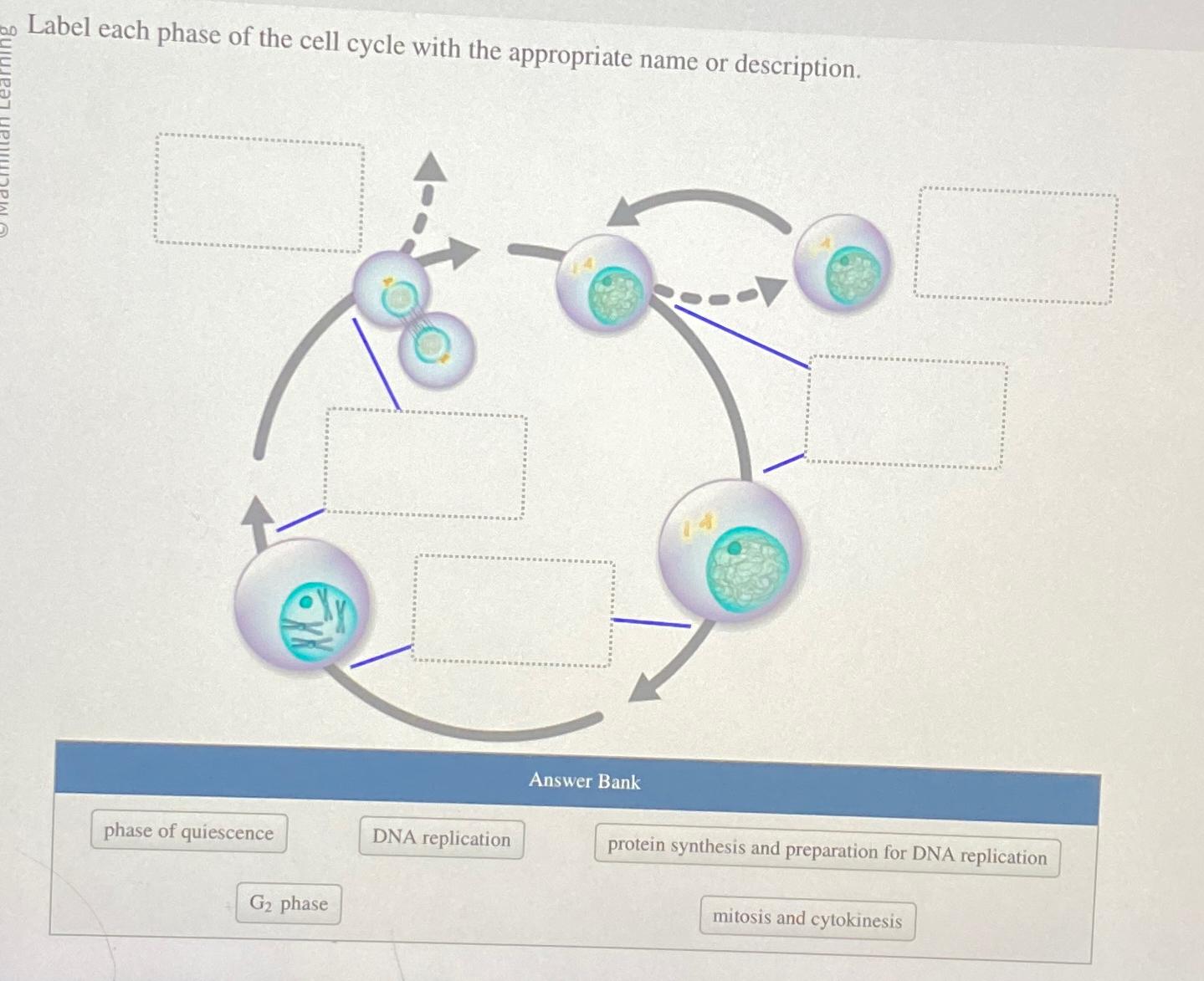 Solved Label each phase of the cell cycle with the | Chegg.com