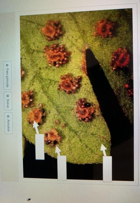 Solved :: Fern pinnale Sorus +! Annulus | Chegg.com