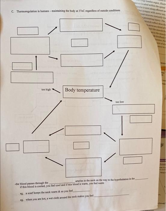 Solved UNIT 4 HOMEOSTASIS Lab NI 1. INTRODUCTION A. | Chegg.com