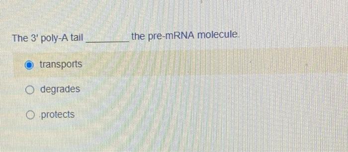 Solved The 3x poly-A tail the pre-mRNA molecule transports | Chegg.com