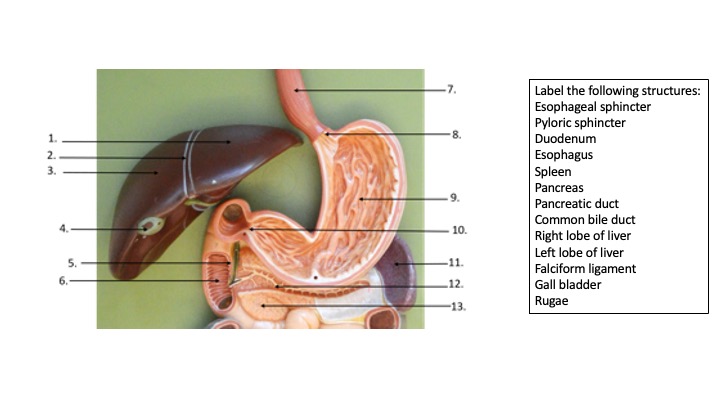 Solved Label the following structures: Esophageal sphincter | Chegg.com