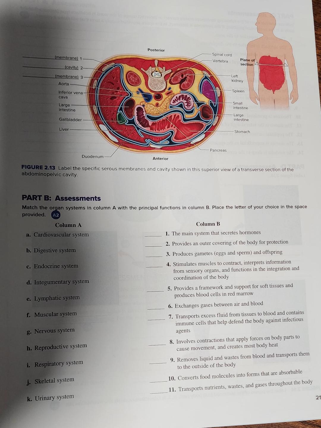 Solved FIGURE 2.13 ﻿Label the specific serous membranes and | Chegg.com