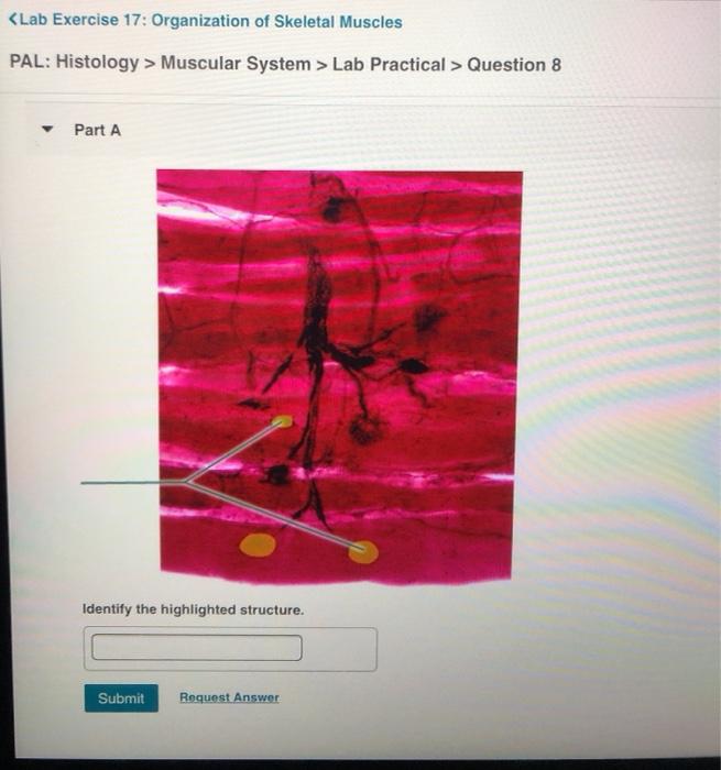 Solved Muscular System > Lab Practical > Question 8 Part A | Chegg.com