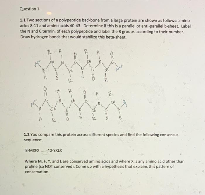 Solved Question 1. 1.1 Two sections of a polypeptide | Chegg.com